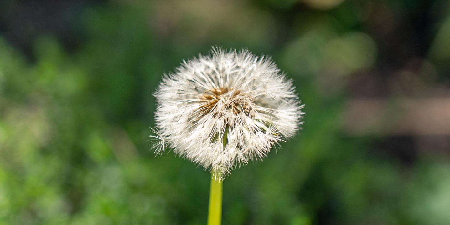 5 Cooling Herbs To Help You Get Through Hot Days | Herb Cottage ...