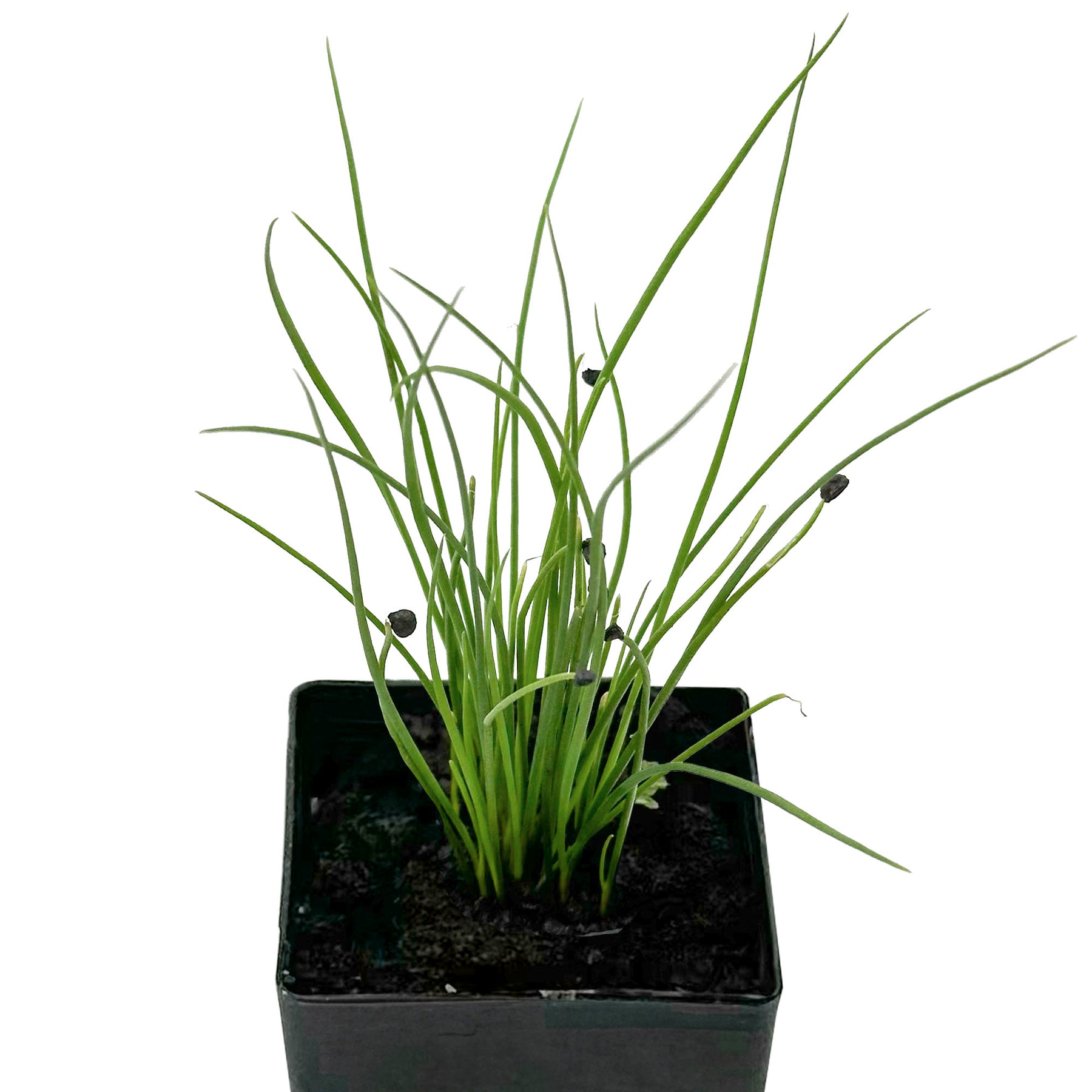 Buy Garlic Chives Plant | Allium tuberosum - Mudbrick Herb Cottage