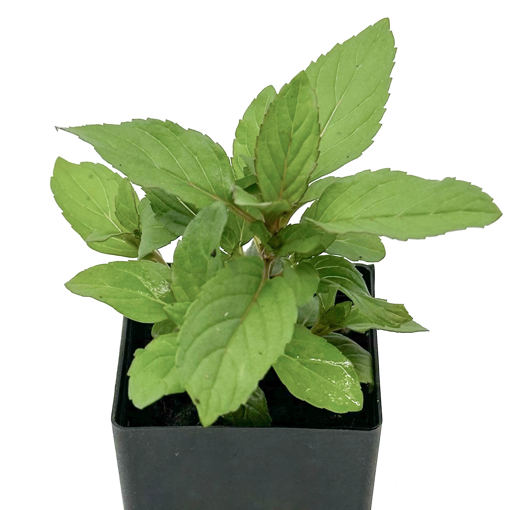 Organic Mint Peppermint Plants (Mentha x piperita) } Shop Now ...
