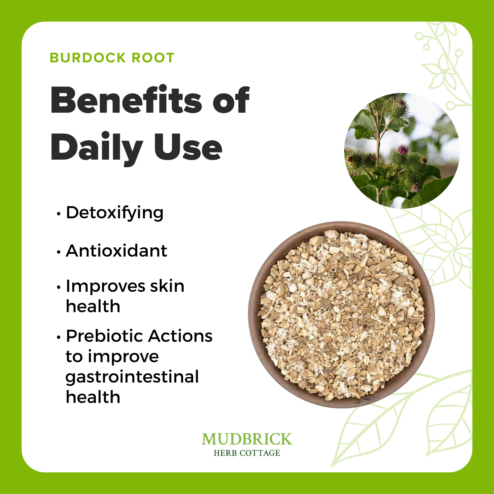 Buy Whole Burdock Root | Certified-Organic – Mudbrick Herb Cottage