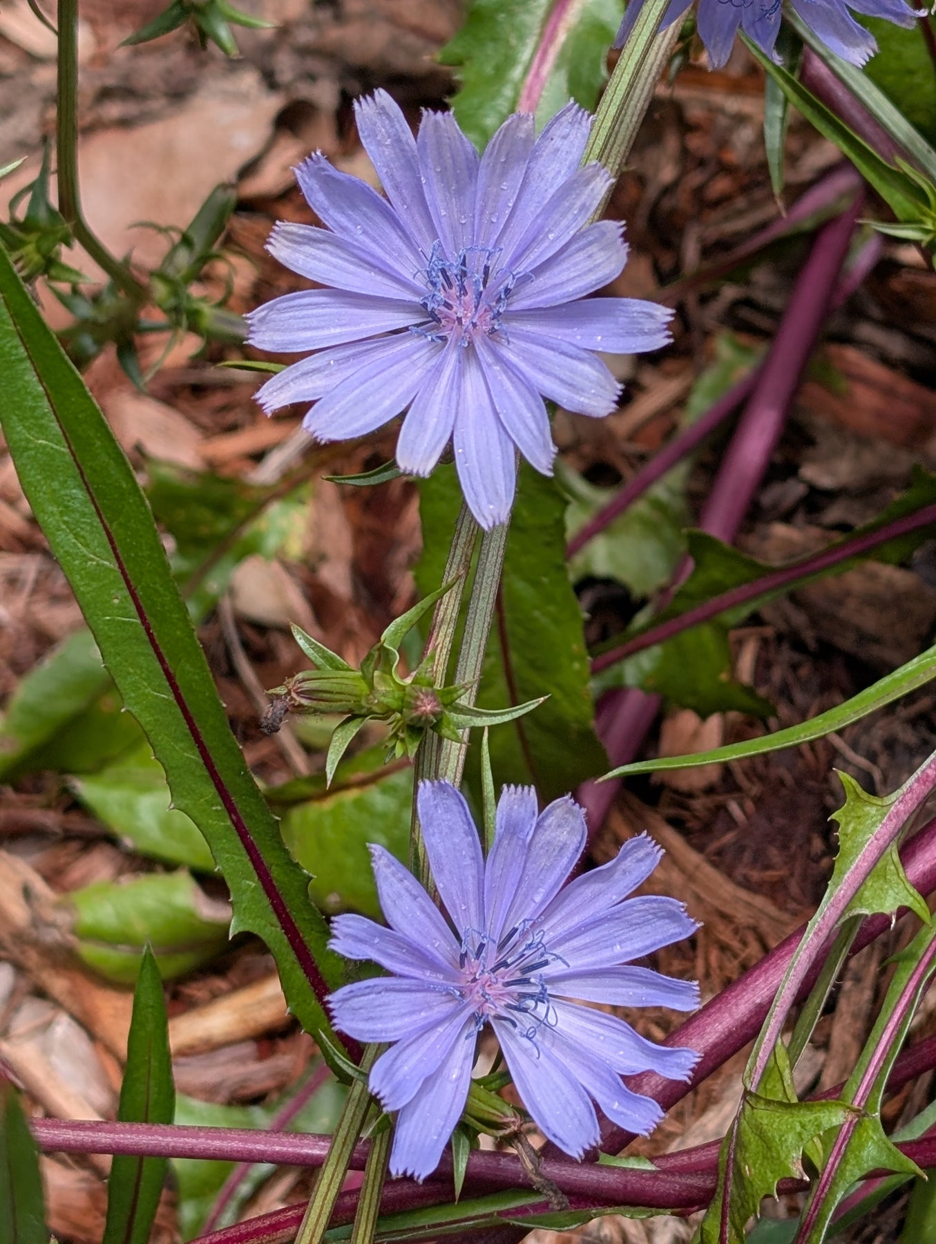 Organic Chicory Red Dandelion Plant - Mudbrick Herb Cottage