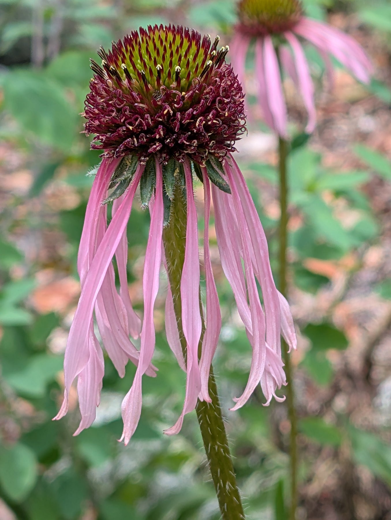 Organic Echinacea Pale Coneflower (Pallida) Plant - Mudbrick Herb Cottage