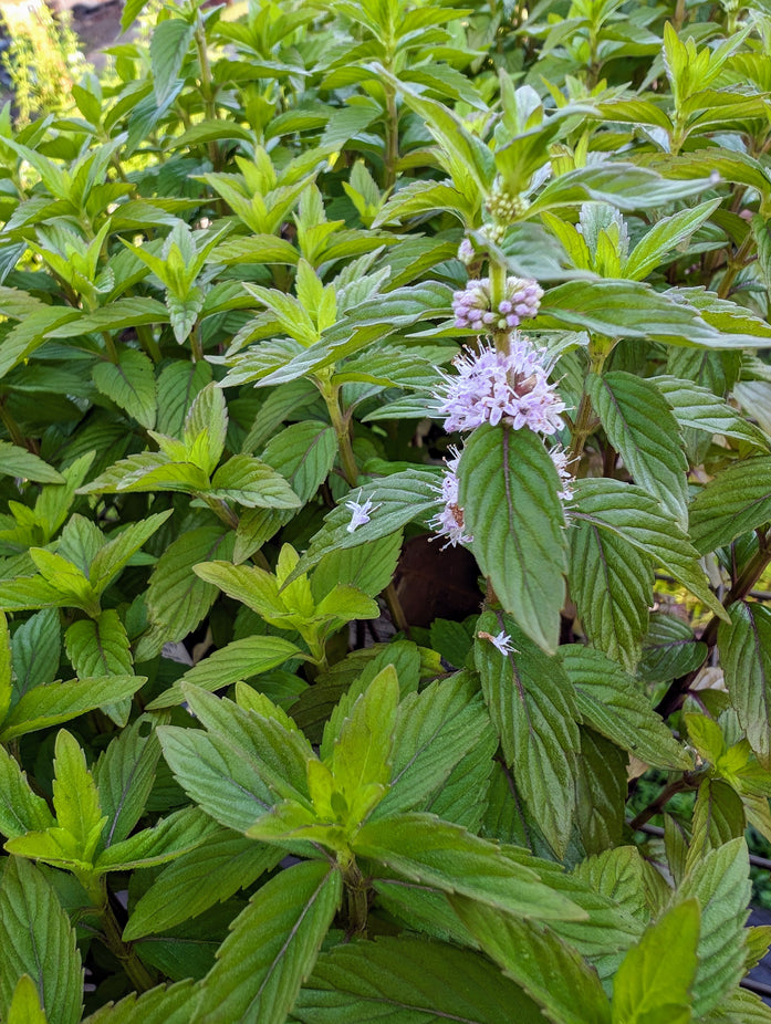 Organic Hung Cay Mint | Mentha x gracilis Plant – Mudbrick Herb Cottage