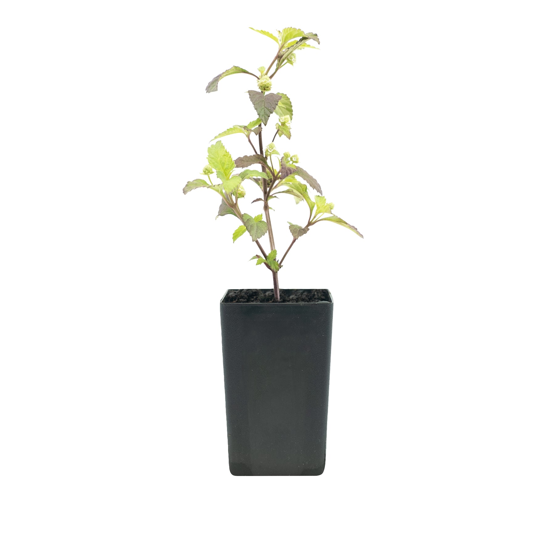 Organic Aztec Sweet Herb | Phyla scaberrima Plant - Mudbrick Herb Cottage