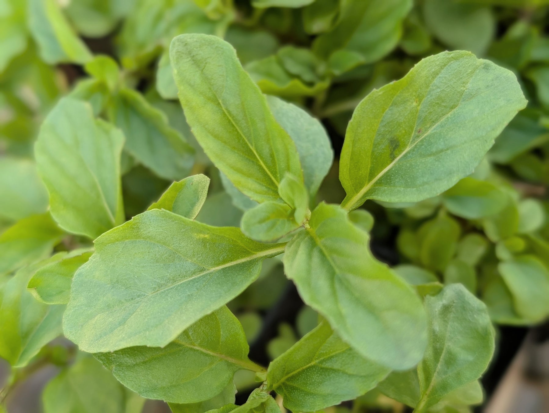 Organic Basil Mint | Mentha X Piperita Citrata Plant - Buy Online ...