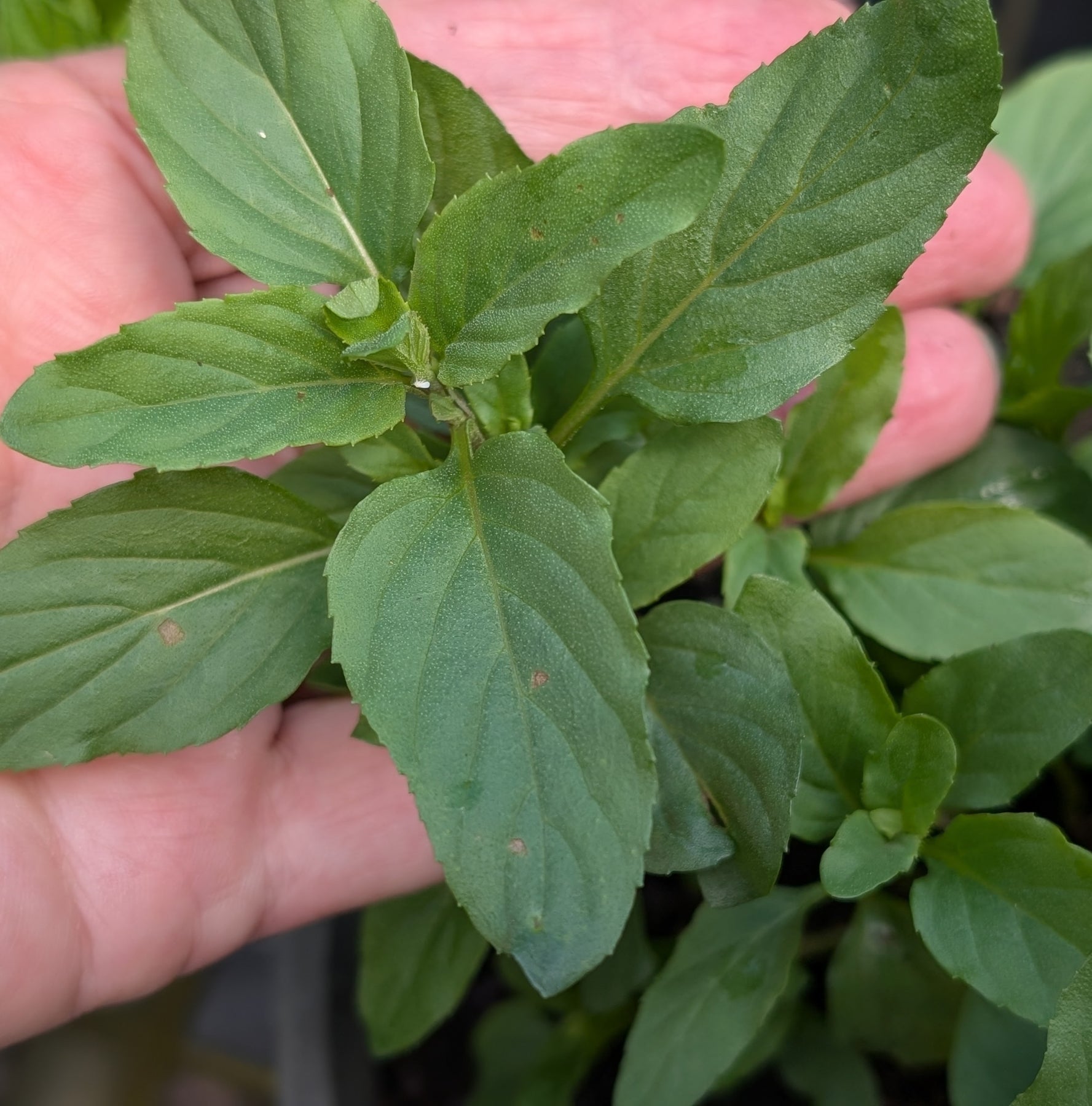Organic Basil Mint | Mentha X Piperita Citrata Plant - Buy Online ...