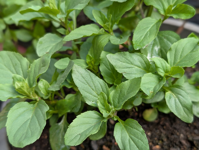 Organic Basil Mint | Mentha X Piperita Citrata Plant - Buy Online ...