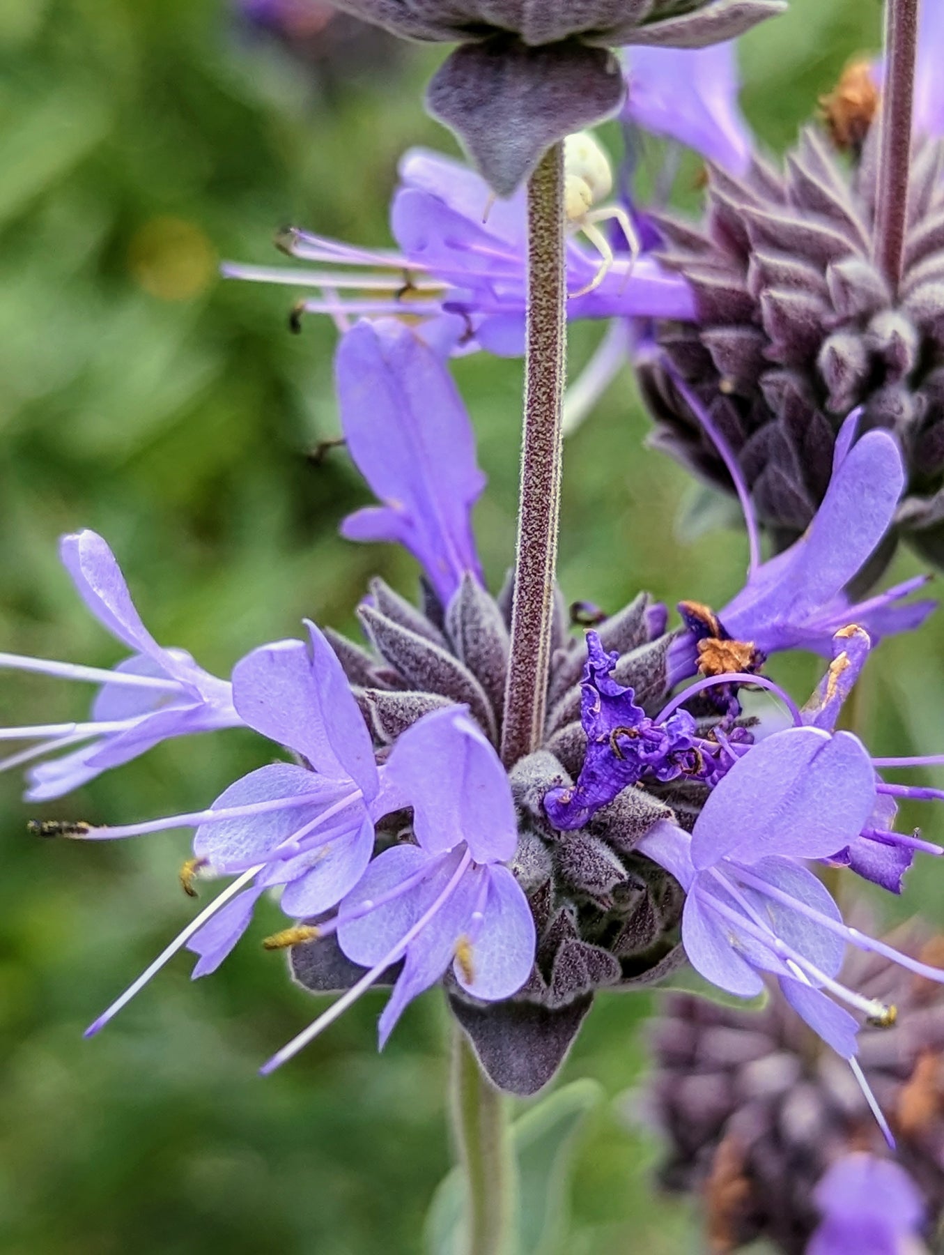 Organic Salvia 'Celestial Blue' Plant - Mudbrick Herb Cottage