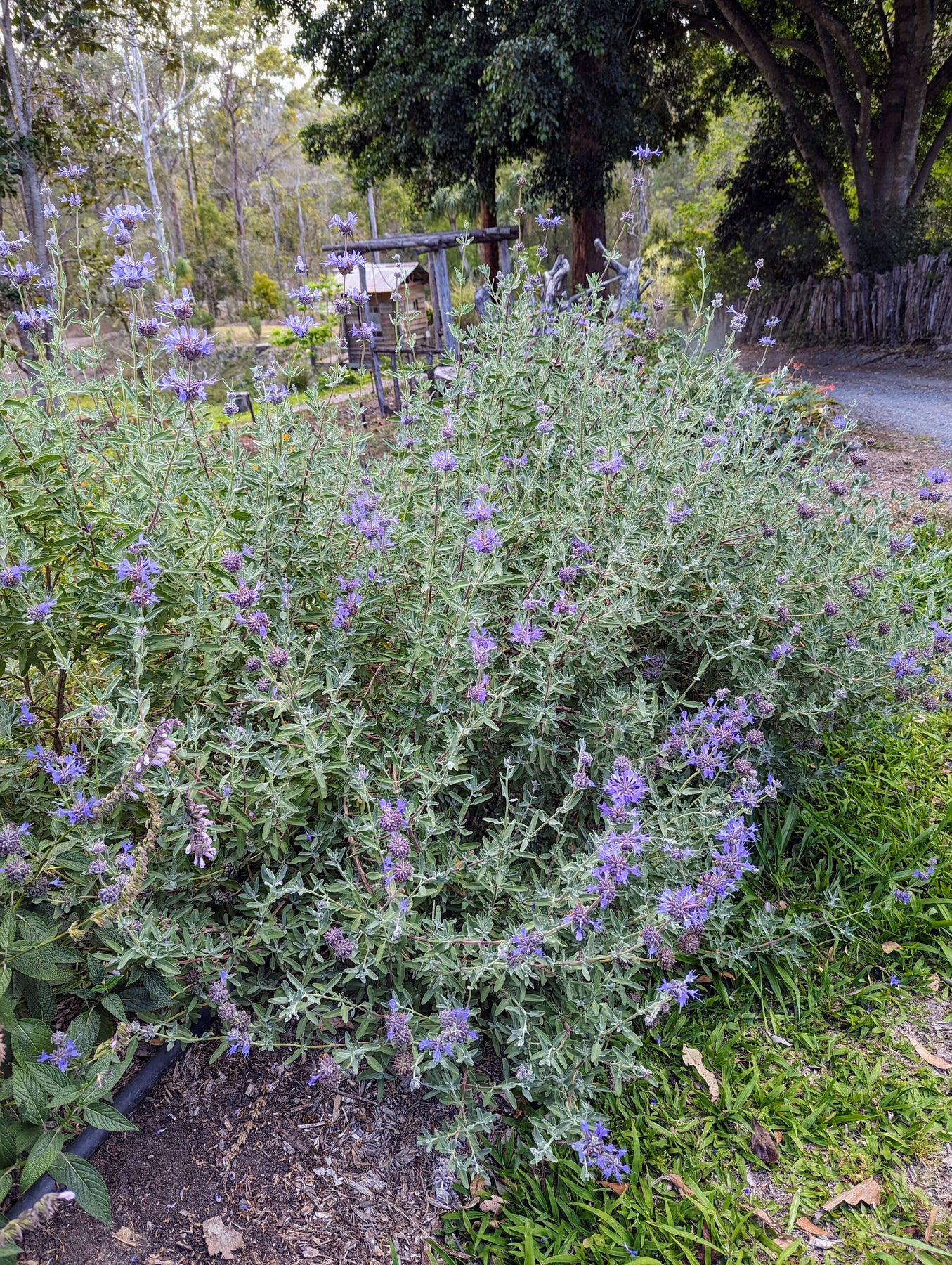 Organic Salvia 'Celestial Blue' Plant - Mudbrick Herb Cottage