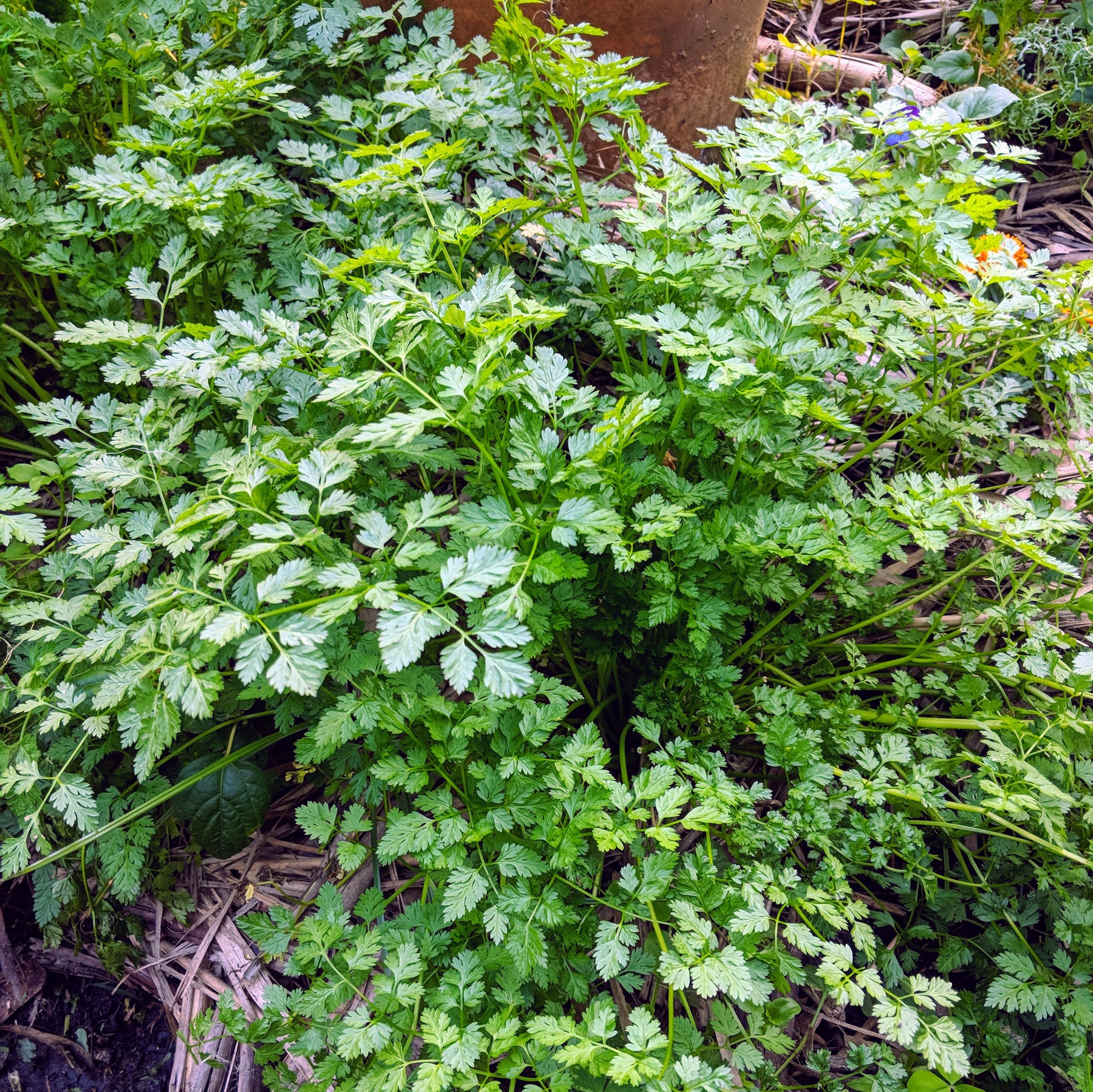 Organic Chervil Herb | Anthriscus cerefolium Plant - Mudbrick Herb Cottage