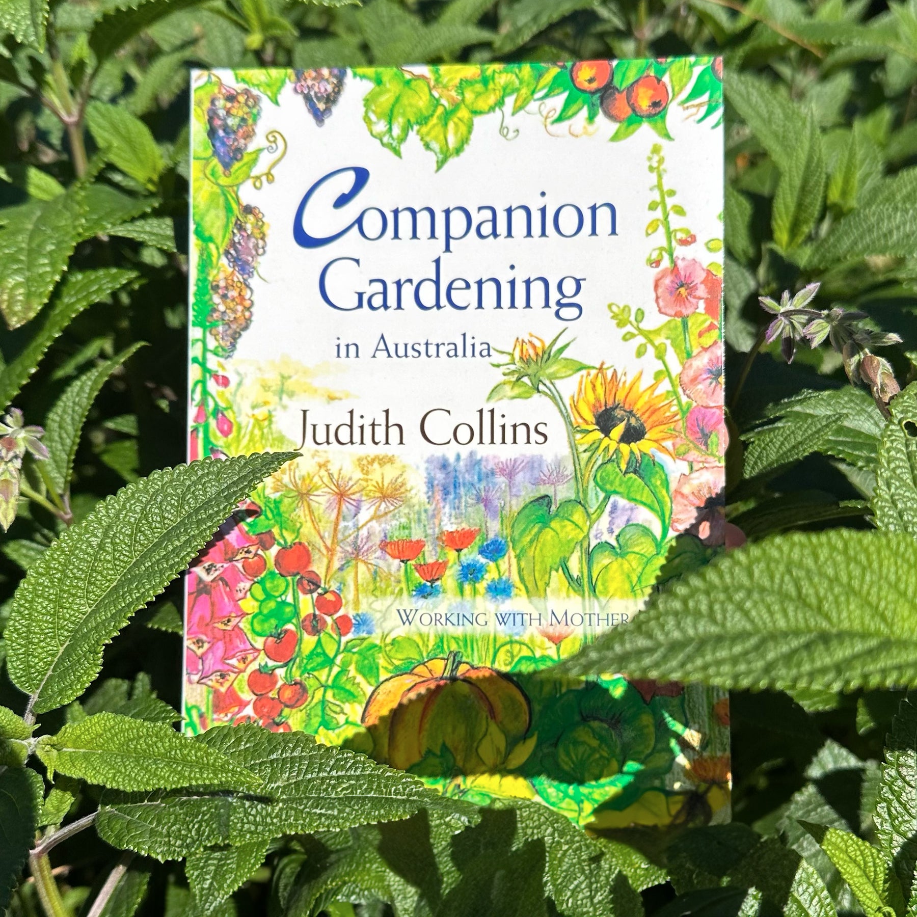 Companion Gardening in Australia | Judith Collins – Mudbrick Herb Cottage