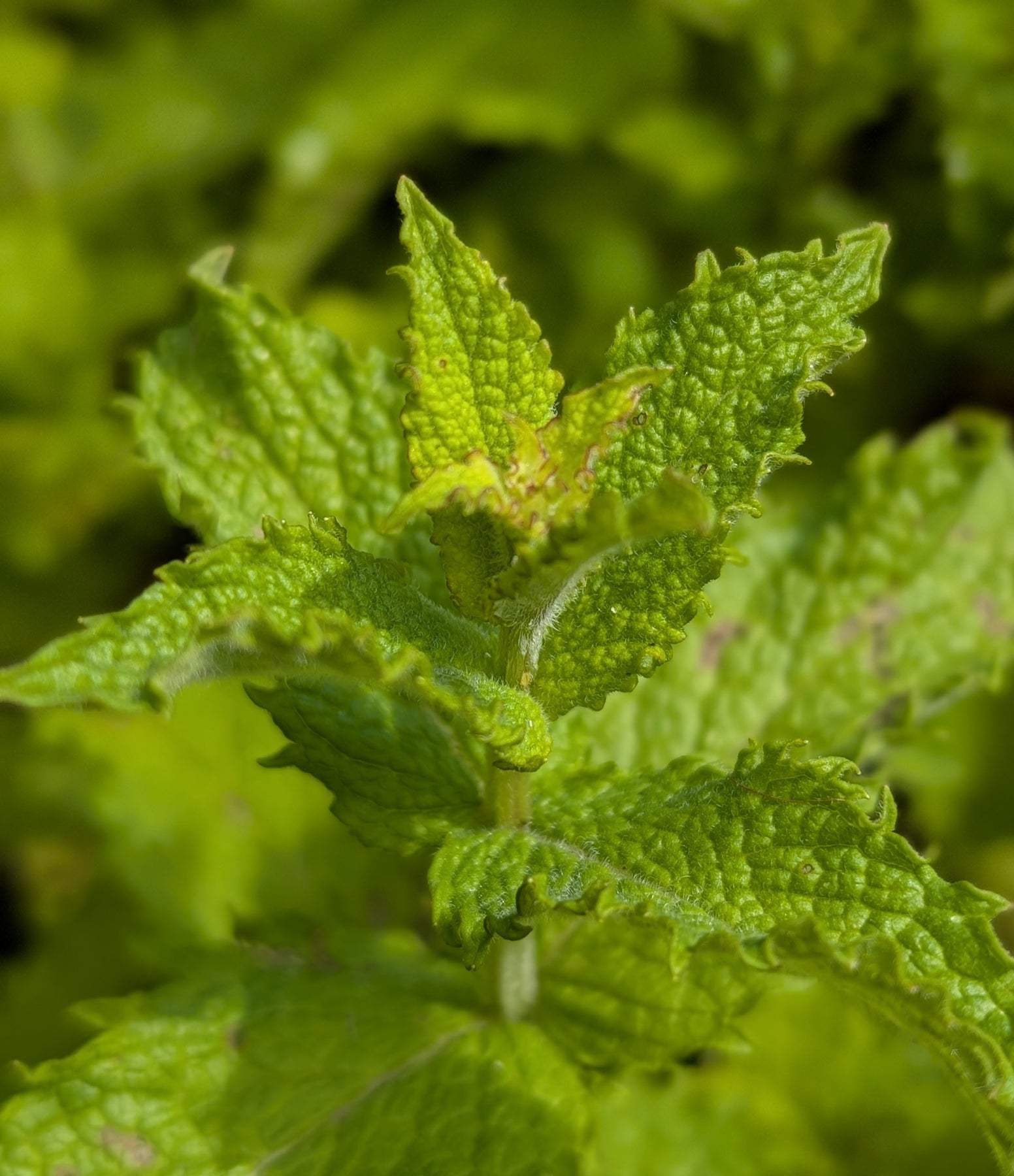 Organic Egyptian Mint | Buy Mentha niliaca Plants – Mudbrick Herb Cottage