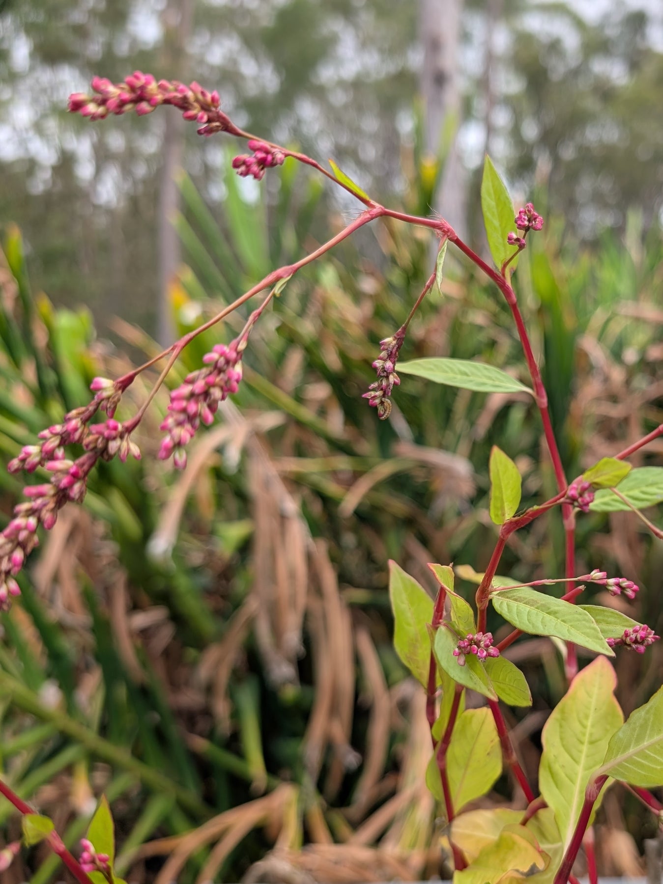 Japanese Indigo | Persicaria tinctoria Plant - Mudbrick Herb Cottage