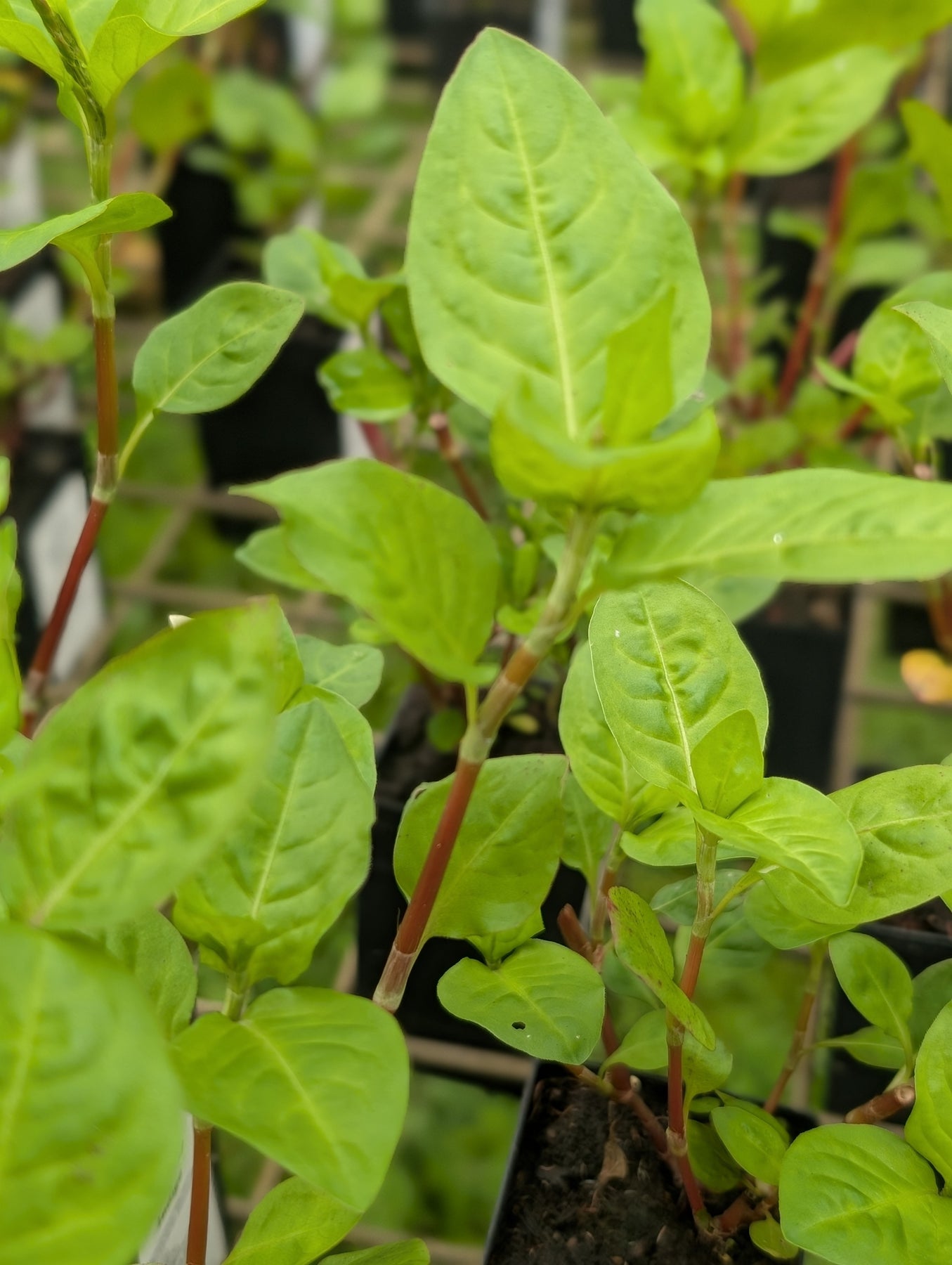 Japanese Indigo | Persicaria tinctoria Plant - Mudbrick Herb Cottage