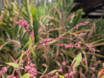 Japanese Indigo | Persicaria tinctoria Plant - Mudbrick Herb Cottage