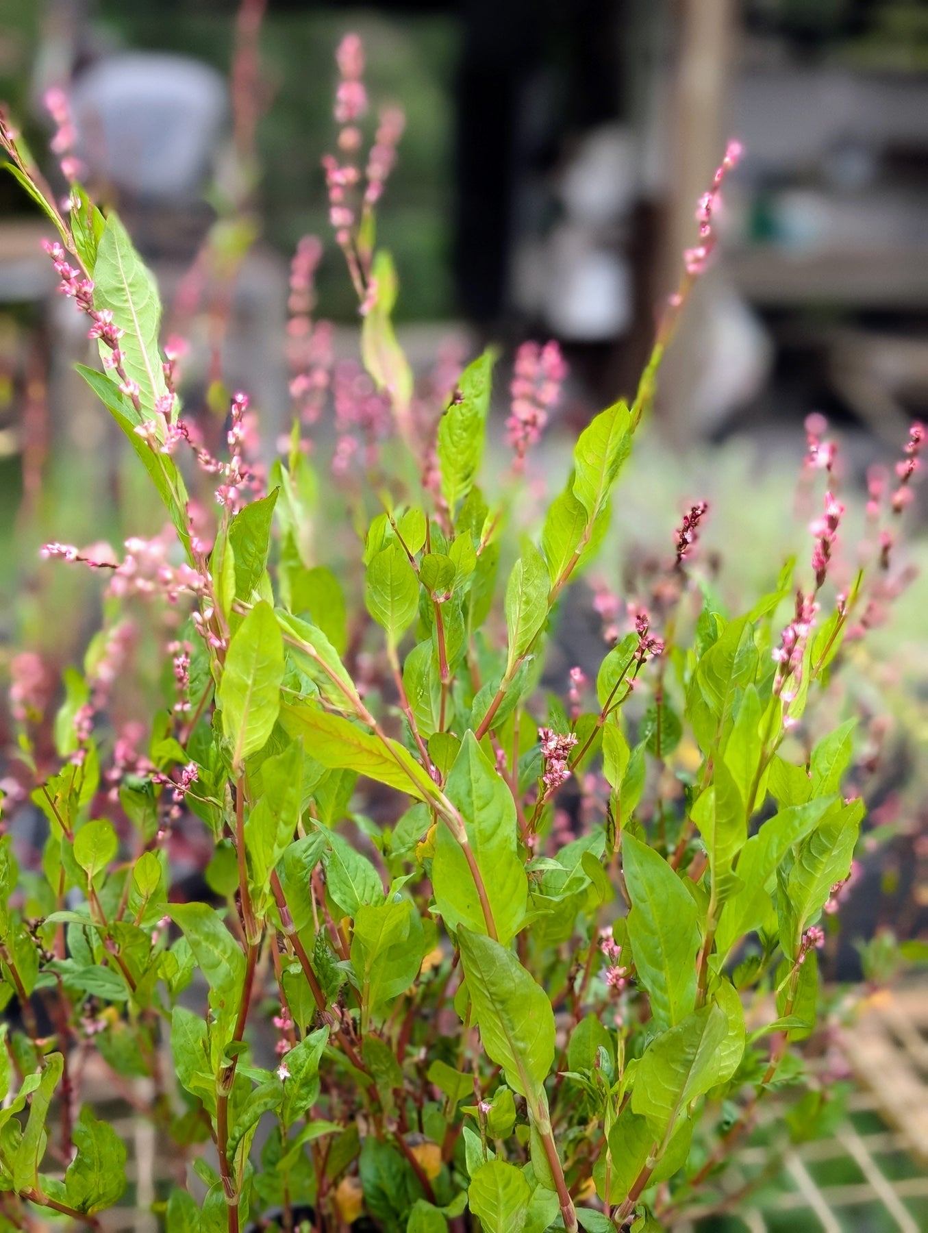 Japanese Indigo | Persicaria tinctoria Plant - Mudbrick Herb Cottage