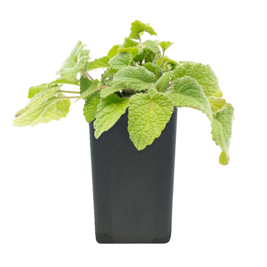 Organic Lime Balm Plant - Mudbrick Herb Cottage