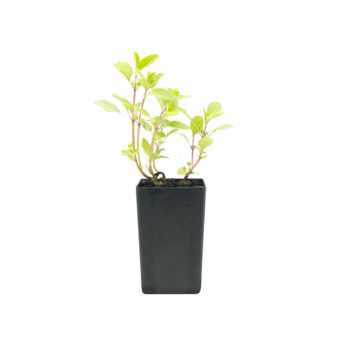 Organic Sweet Marjoram | Origanum marjorana Plant - Mudbrick Herb Cottage