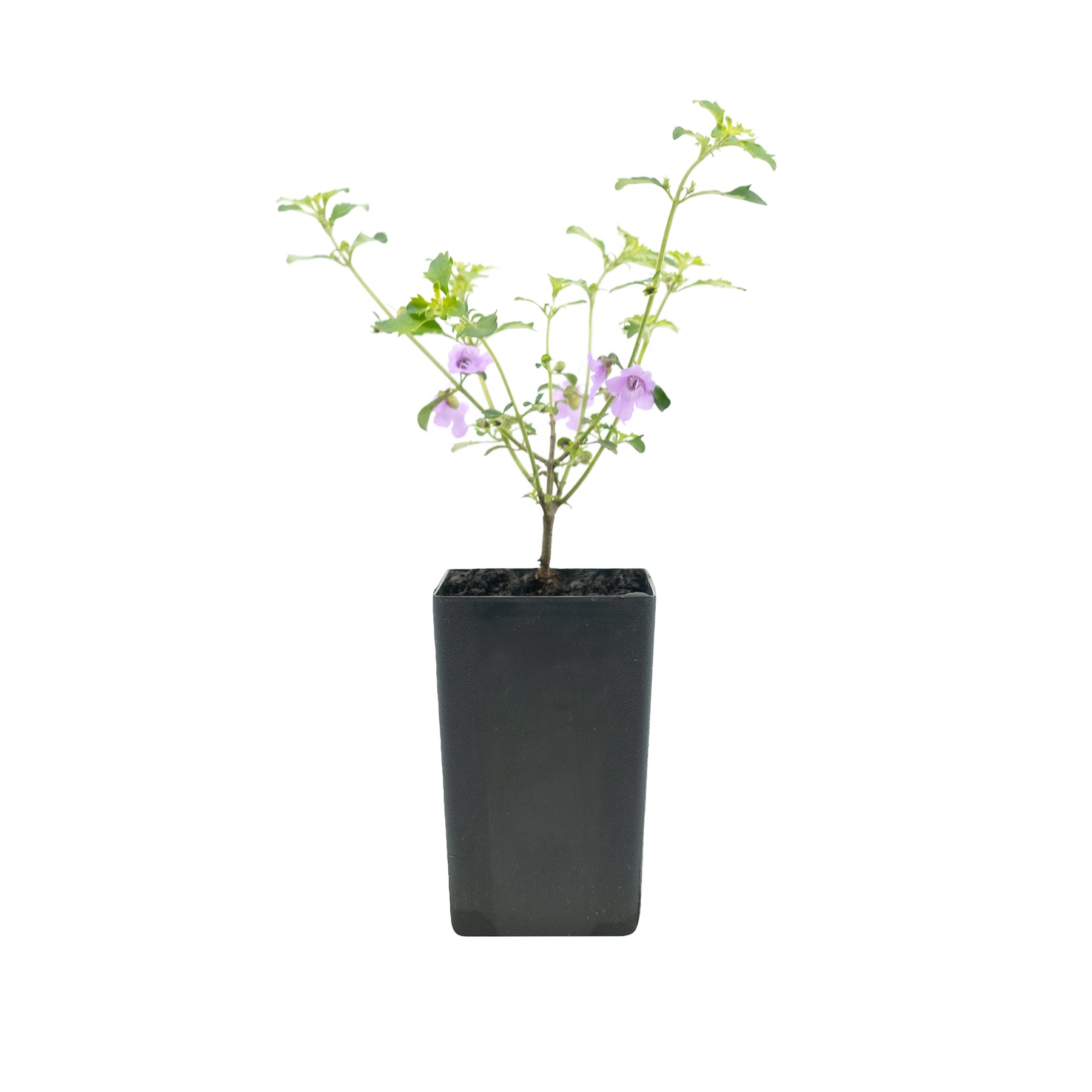 Native Thyme - Cut Leaf Mint Plant - Mudbrick Herb Cottage