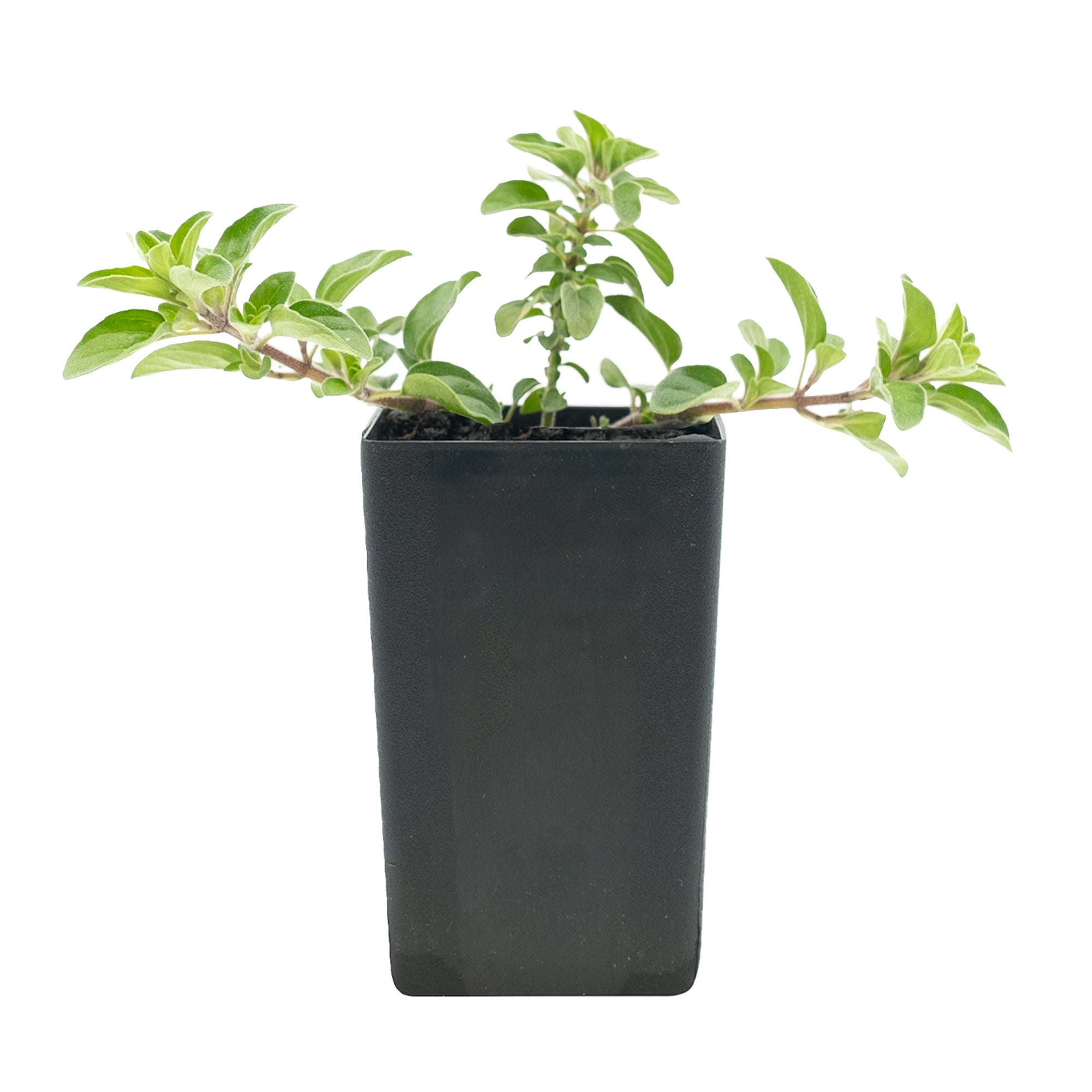 Organic Pot Marjoram | Origanum onites Plant - Mudbrick Herb Cottage
