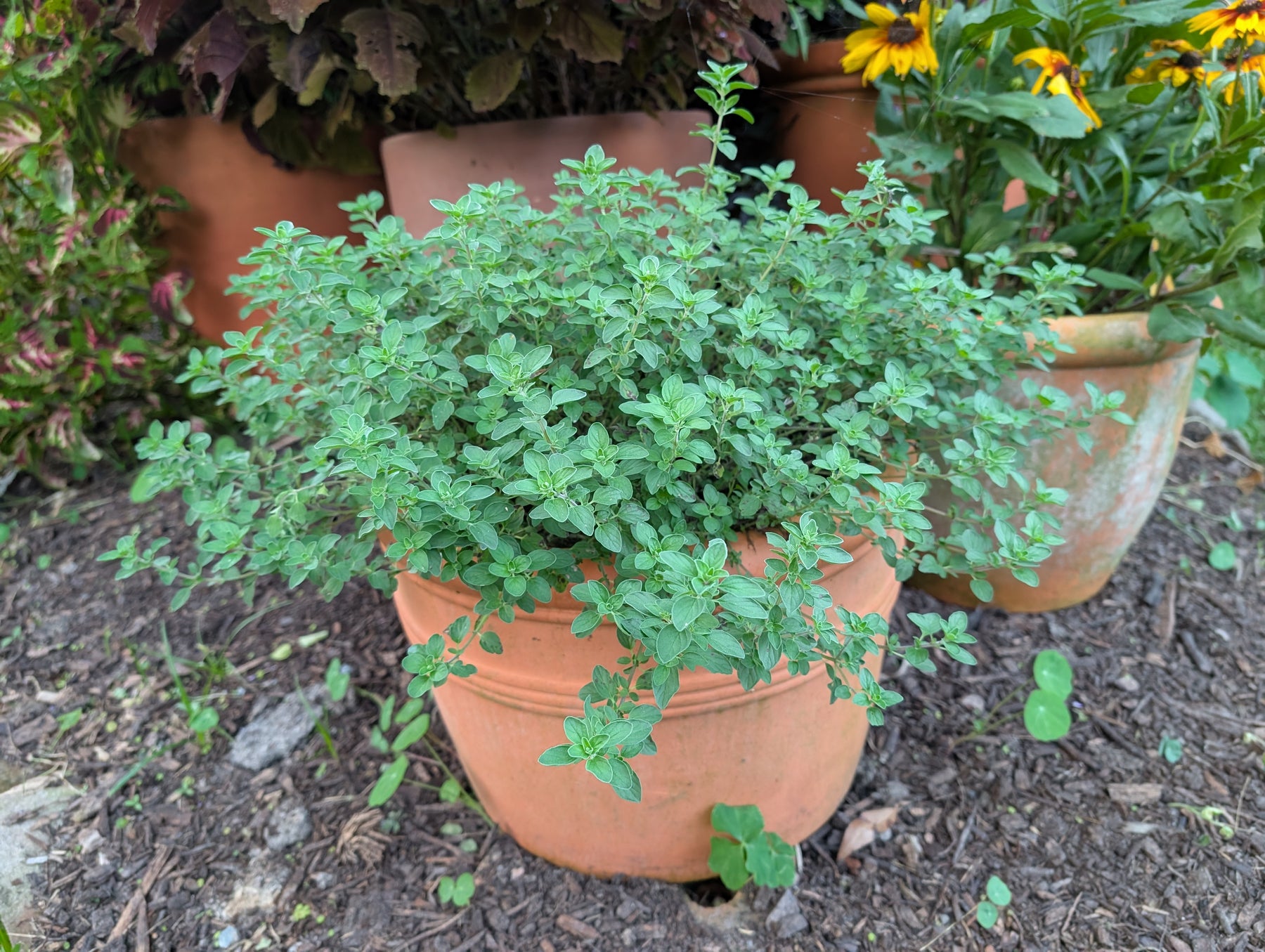 Organic Pot Marjoram | Origanum onites Plant - Mudbrick Herb Cottage