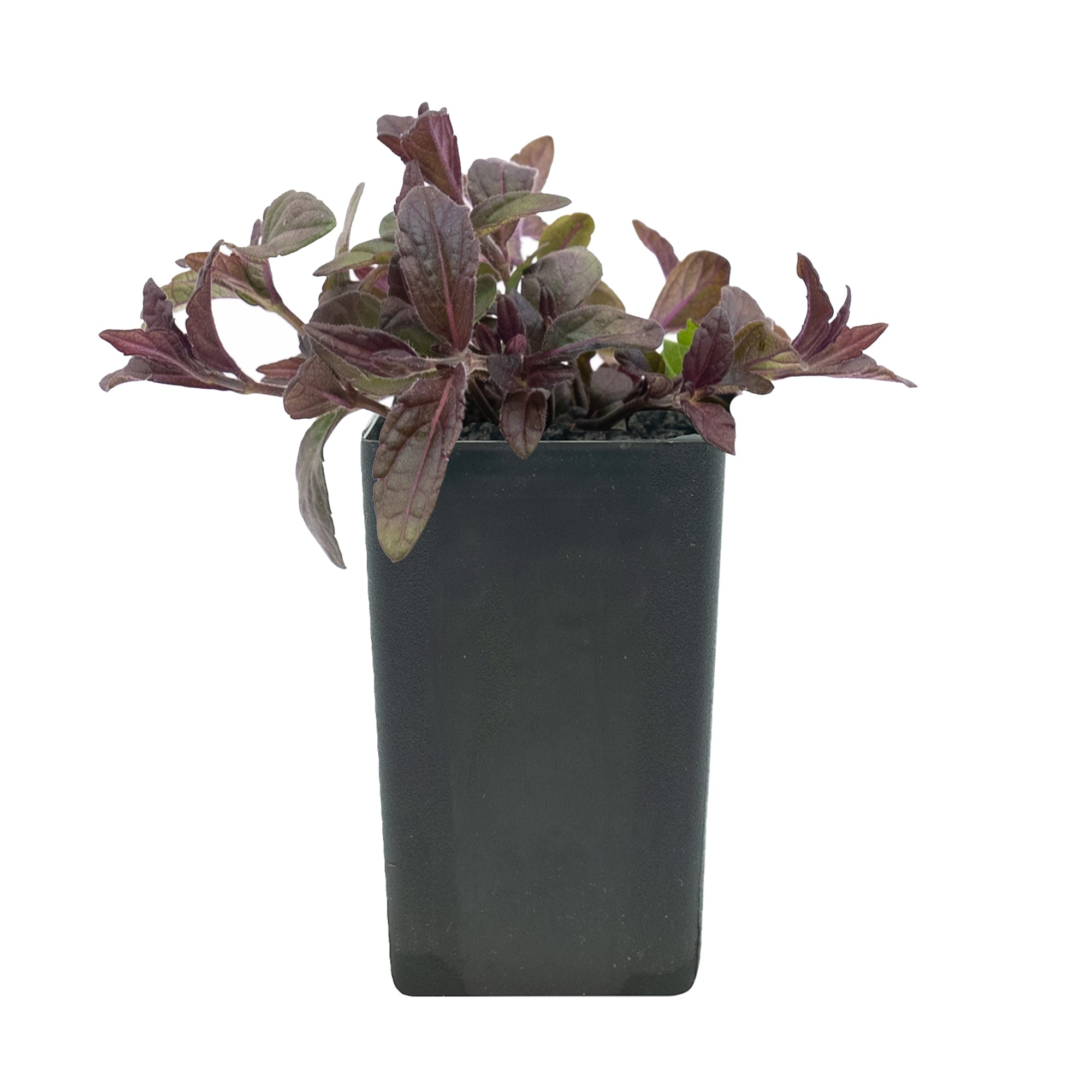 Organic Salvia sinaloensis Plant - Mudbrick Herb Cottage