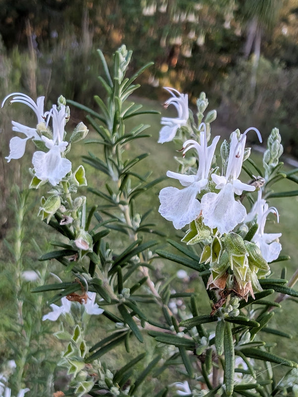 Organic White Flowering Rosemary Plant - Mudbrick Herb Cottage