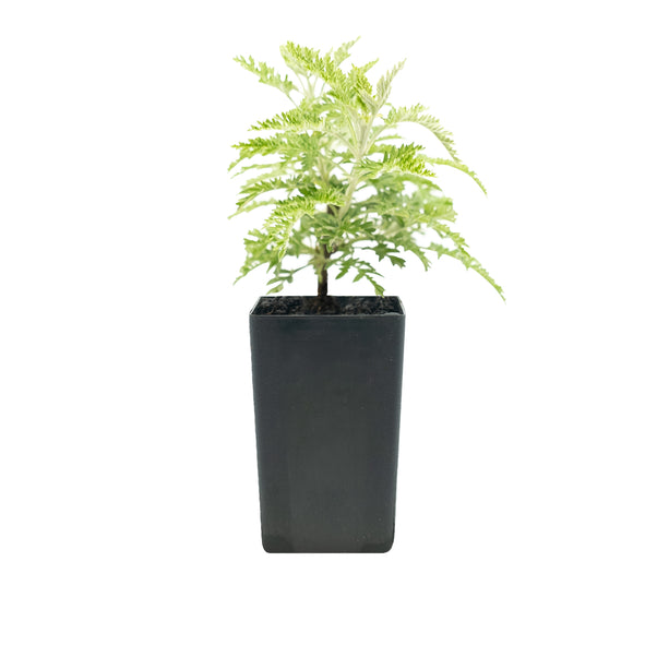 Organic African Wormwood | Artemesia afra Plant - Mudbrick Herb Cottage