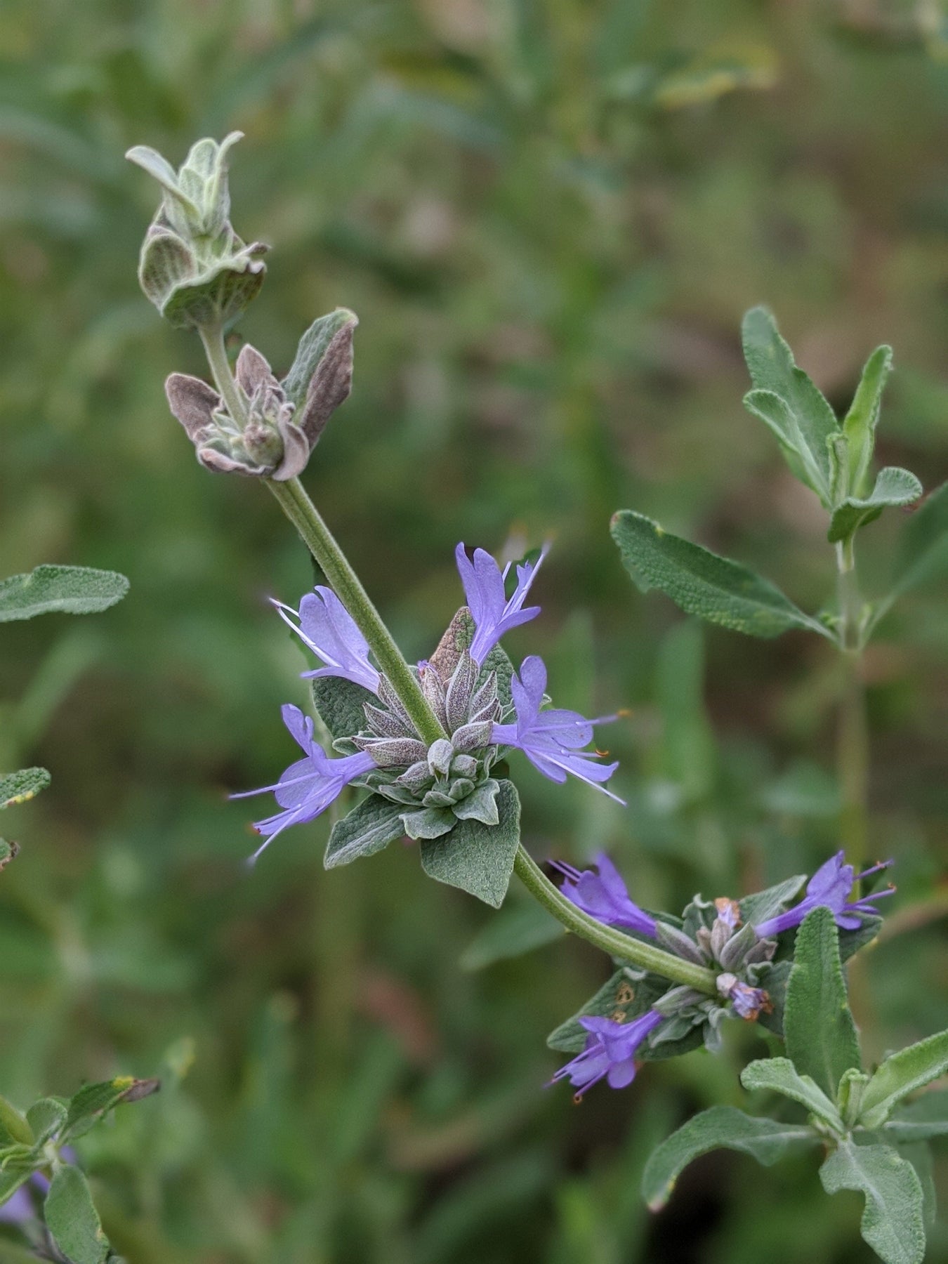 Organic Salvia 'Celestial Blue' Plant - Mudbrick Herb Cottage