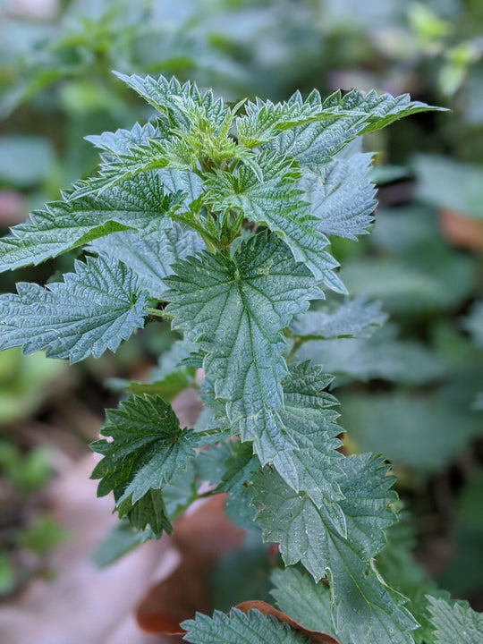 Organic Nettle | Buy Stinging Nettle Plant - Mudbrick Herb Cottage