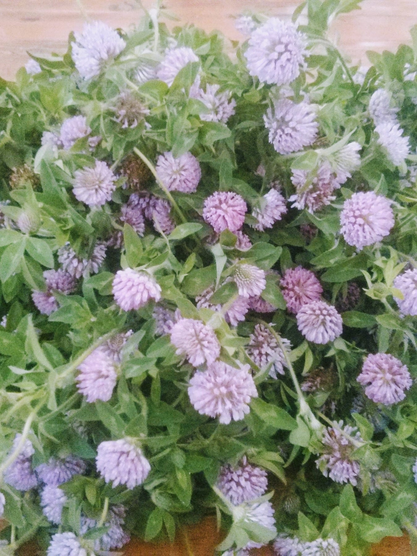 Organic Red Clover | Trifolium pratense Plant - Mudbrick Herb Cottage