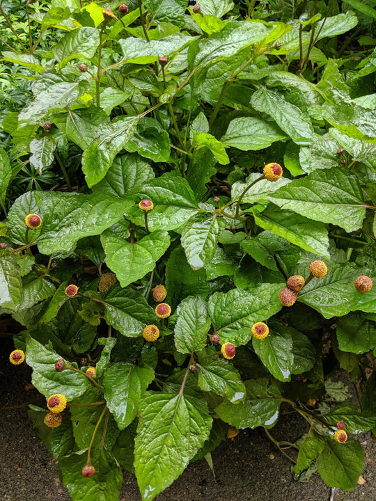Organic Toothache Plant | Spilanthes oleracea Plant - Mudbrick Herb Cottage