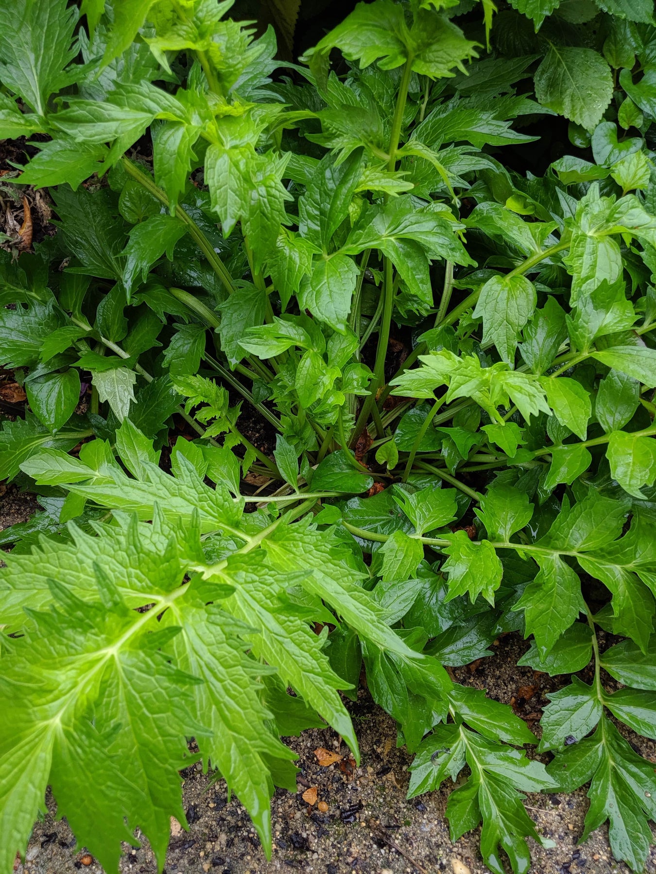 Organic Valerian | Valeriana officinalis Plant - Mudbrick Herb Cottage