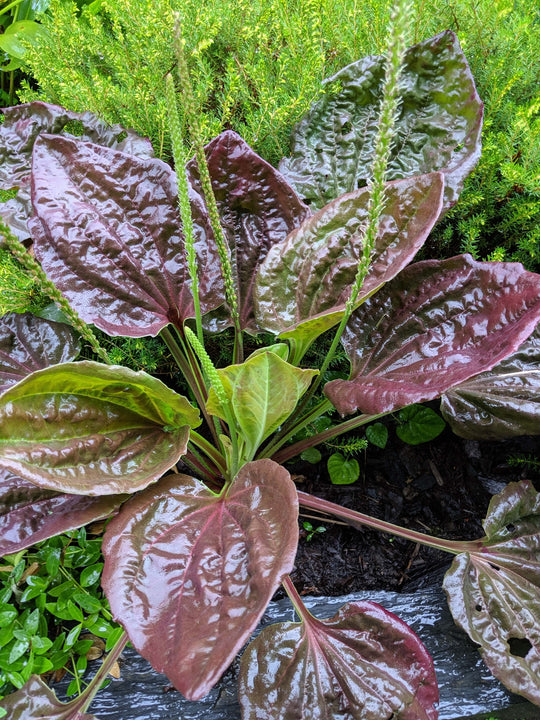 Organic Red Plantain | Plantago major 'Rubrifolia' Plant - Mudbrick ...