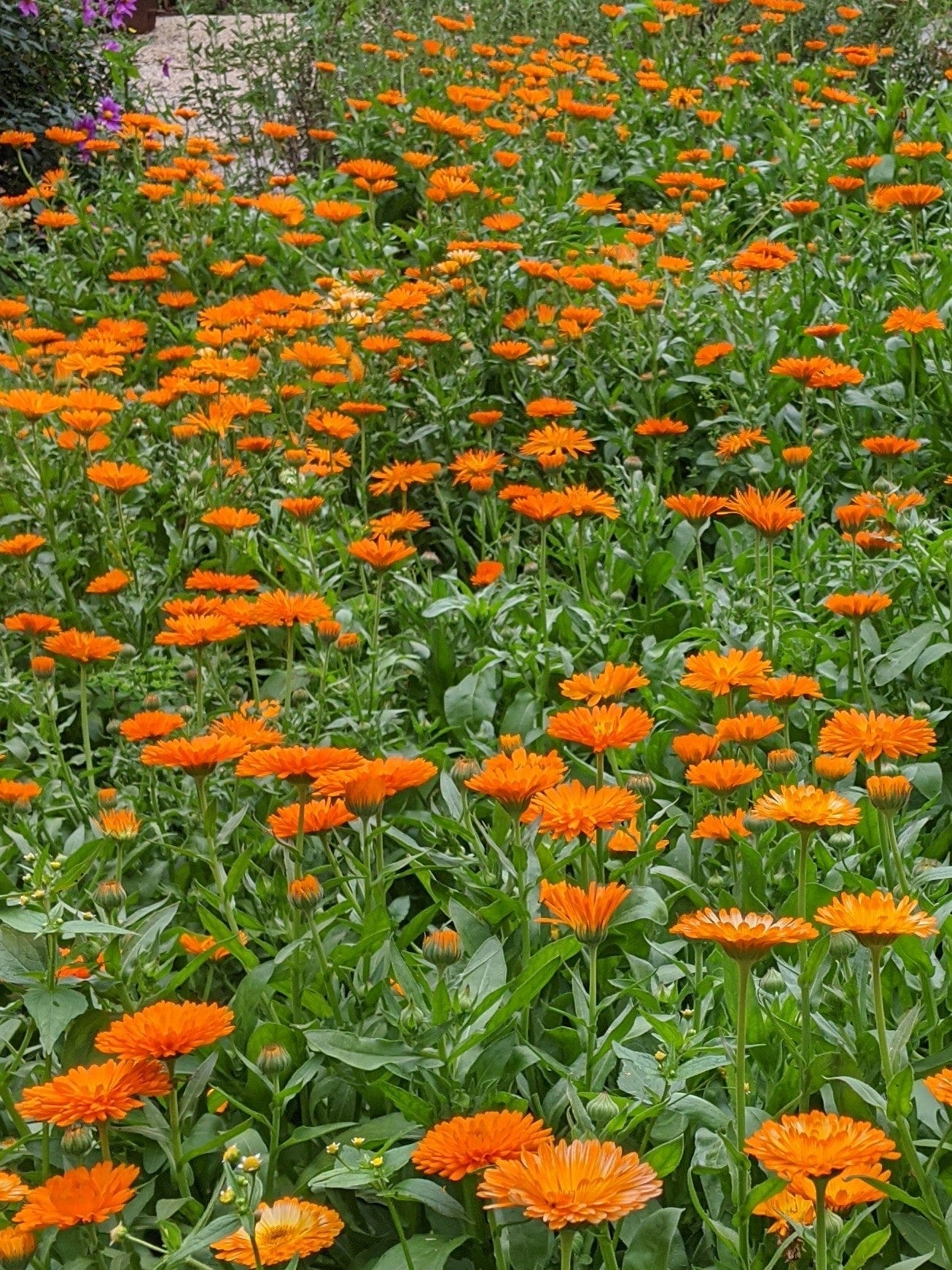 Organic Calendula | Calendula officinalis Plant - Mudbrick Herb Cottage
