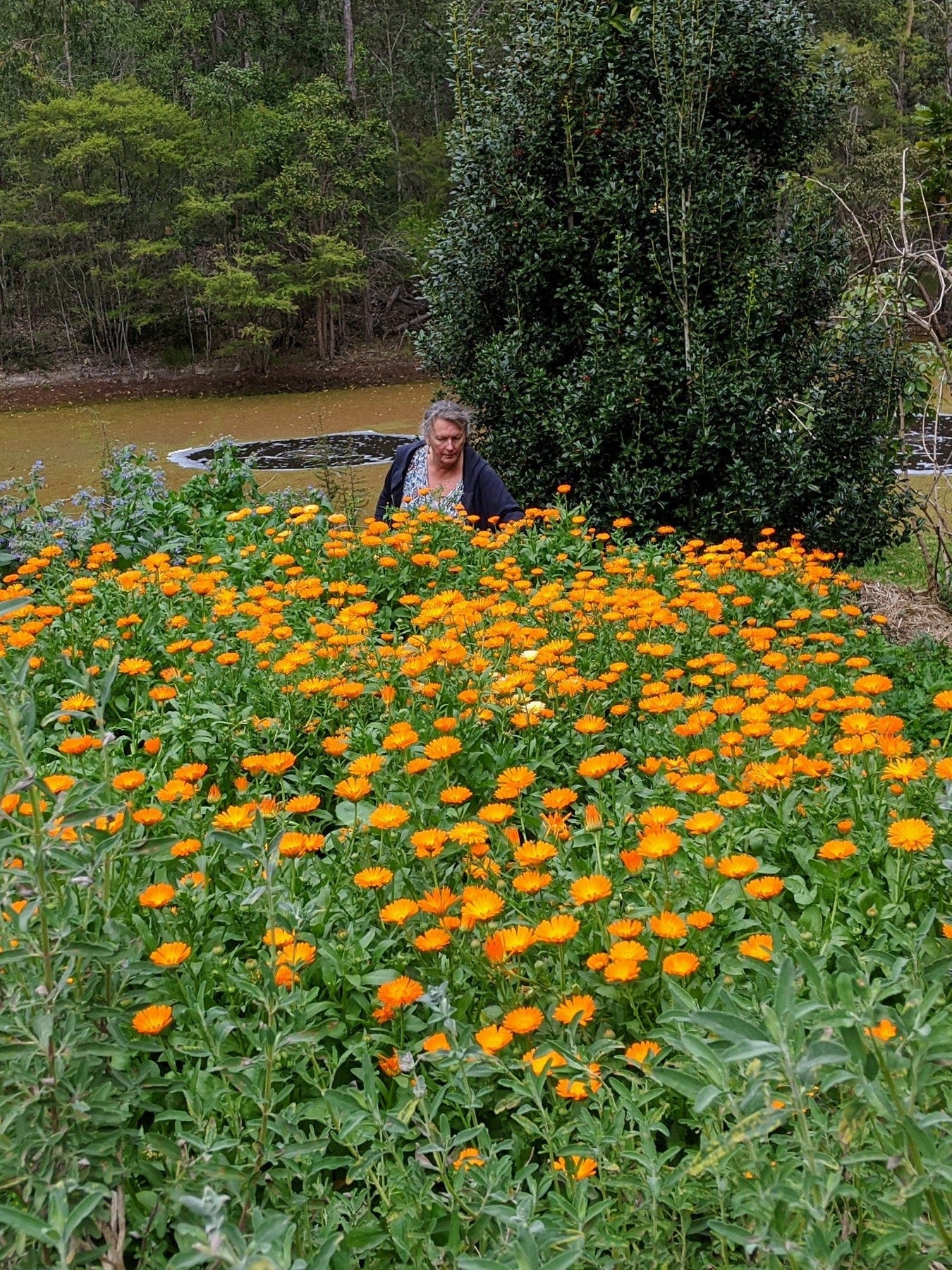 Organic Calendula | Calendula officinalis Plant - Mudbrick Herb Cottage