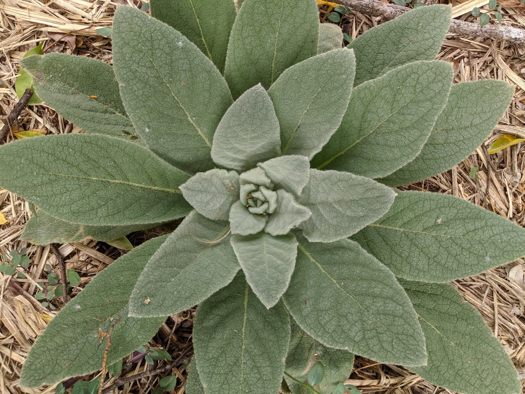 Organic Mullein (Verbascum thapsus) Seedlings – Mudbrick Herb Cottage