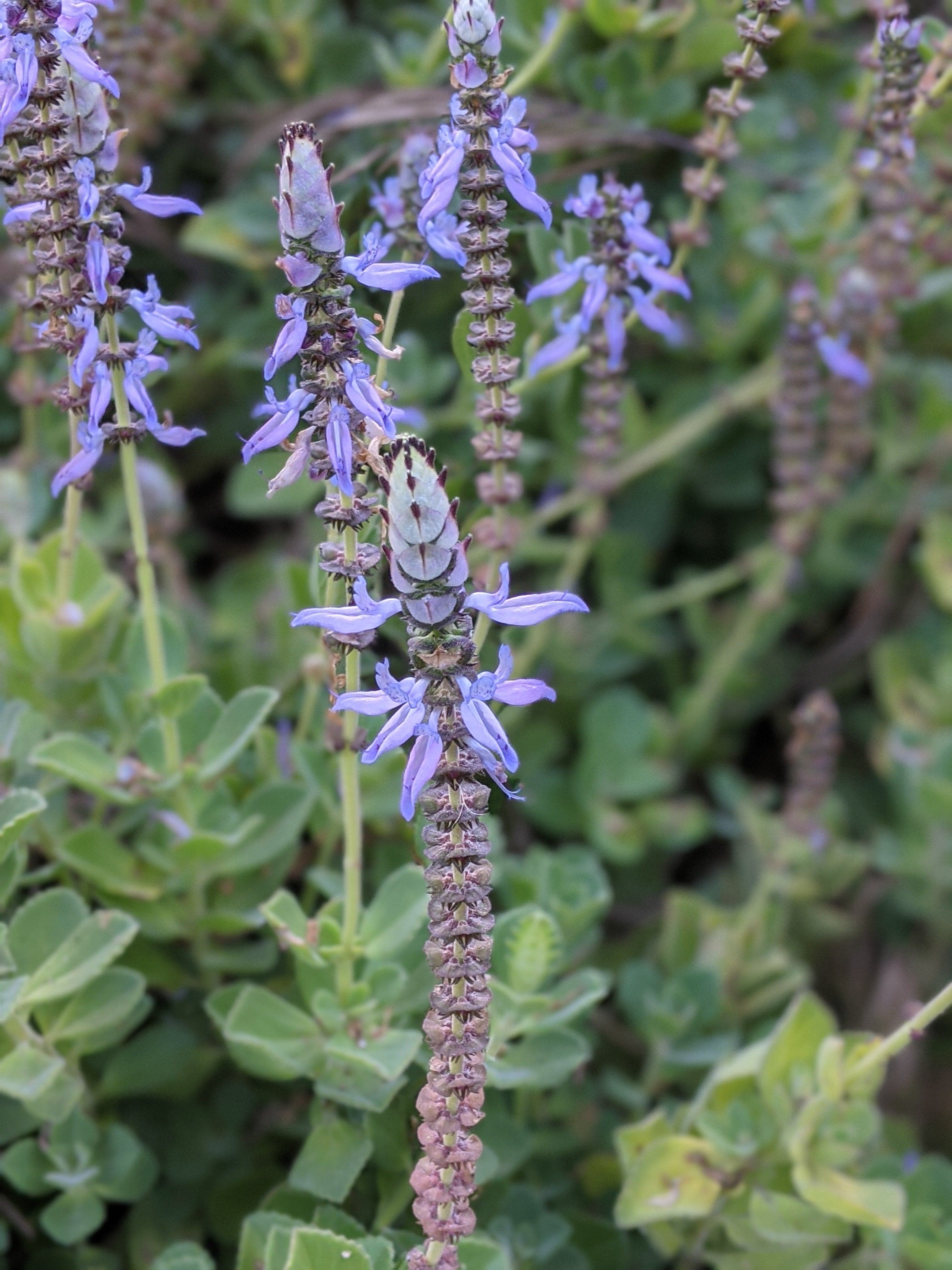 Dogbane Plant