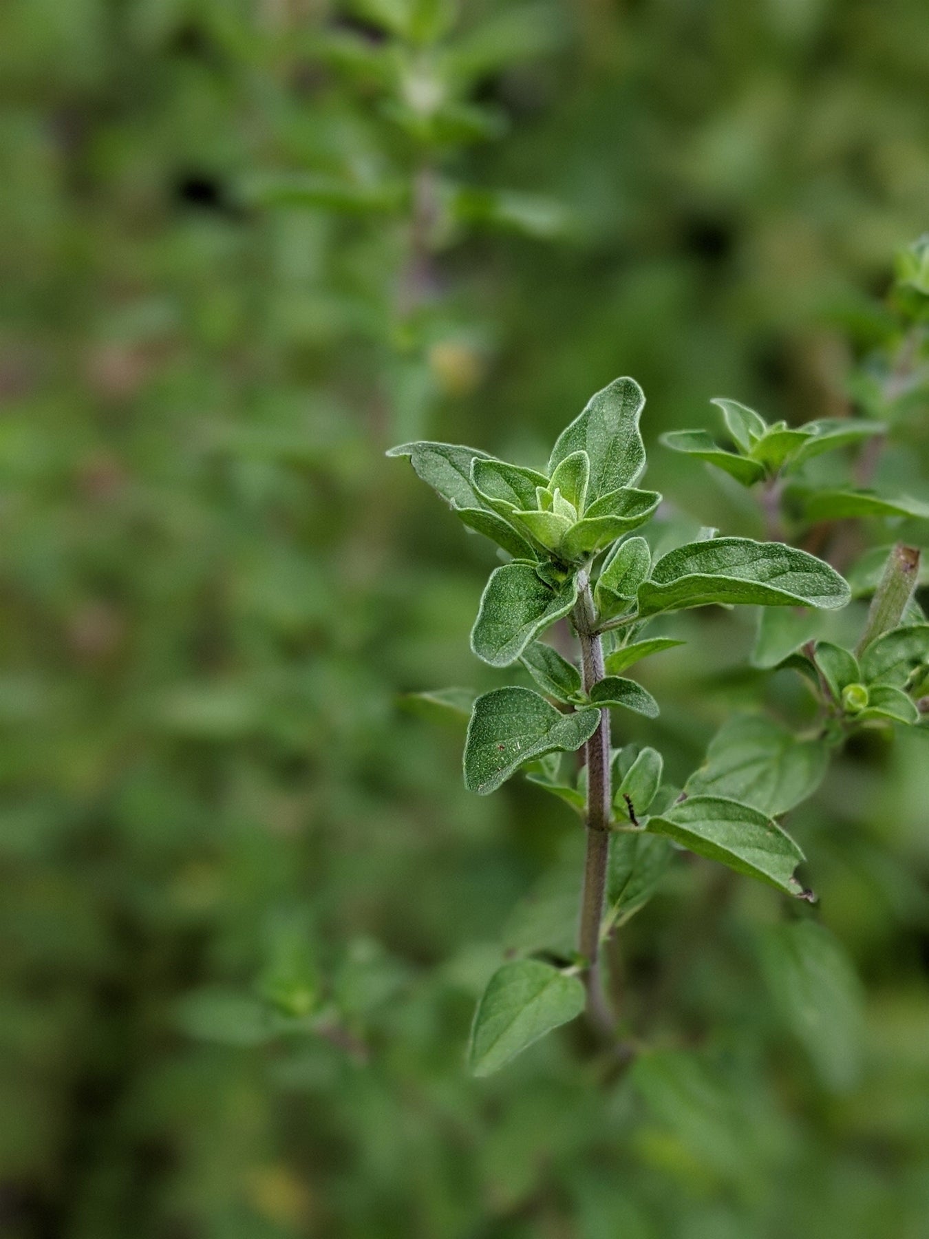 Organic Pot Marjoram | Origanum onites Plant - Mudbrick Herb Cottage