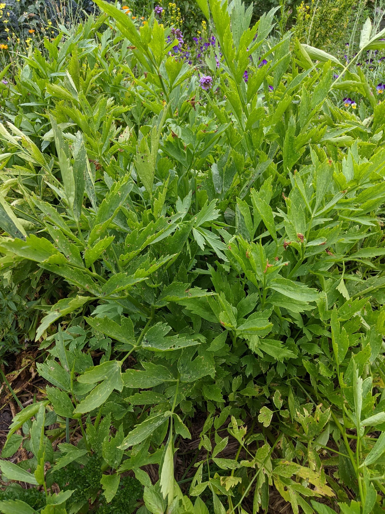 Organic Lovage Plant | Levisticum officinale - Herb Cottage – Mudbrick ...