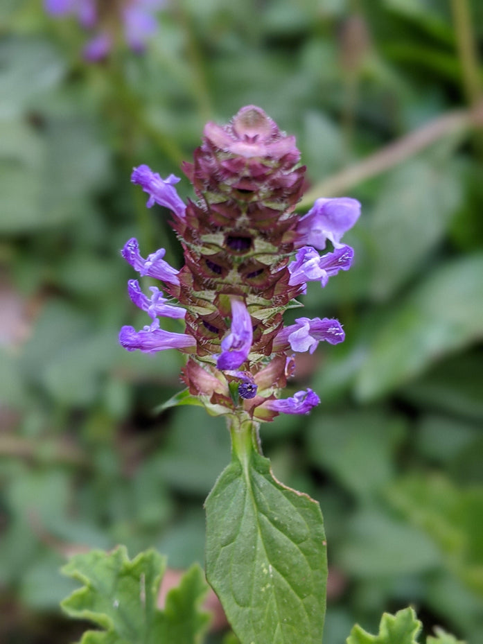 Organic Self Heal | Prunella vulgaris Plant - Mudbrick Herb Cottage