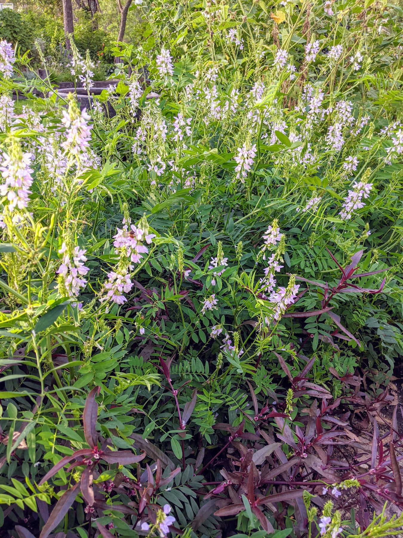 Organic Goats Rue | Galega officinalis Plant - Mudbrick Herb Cottage