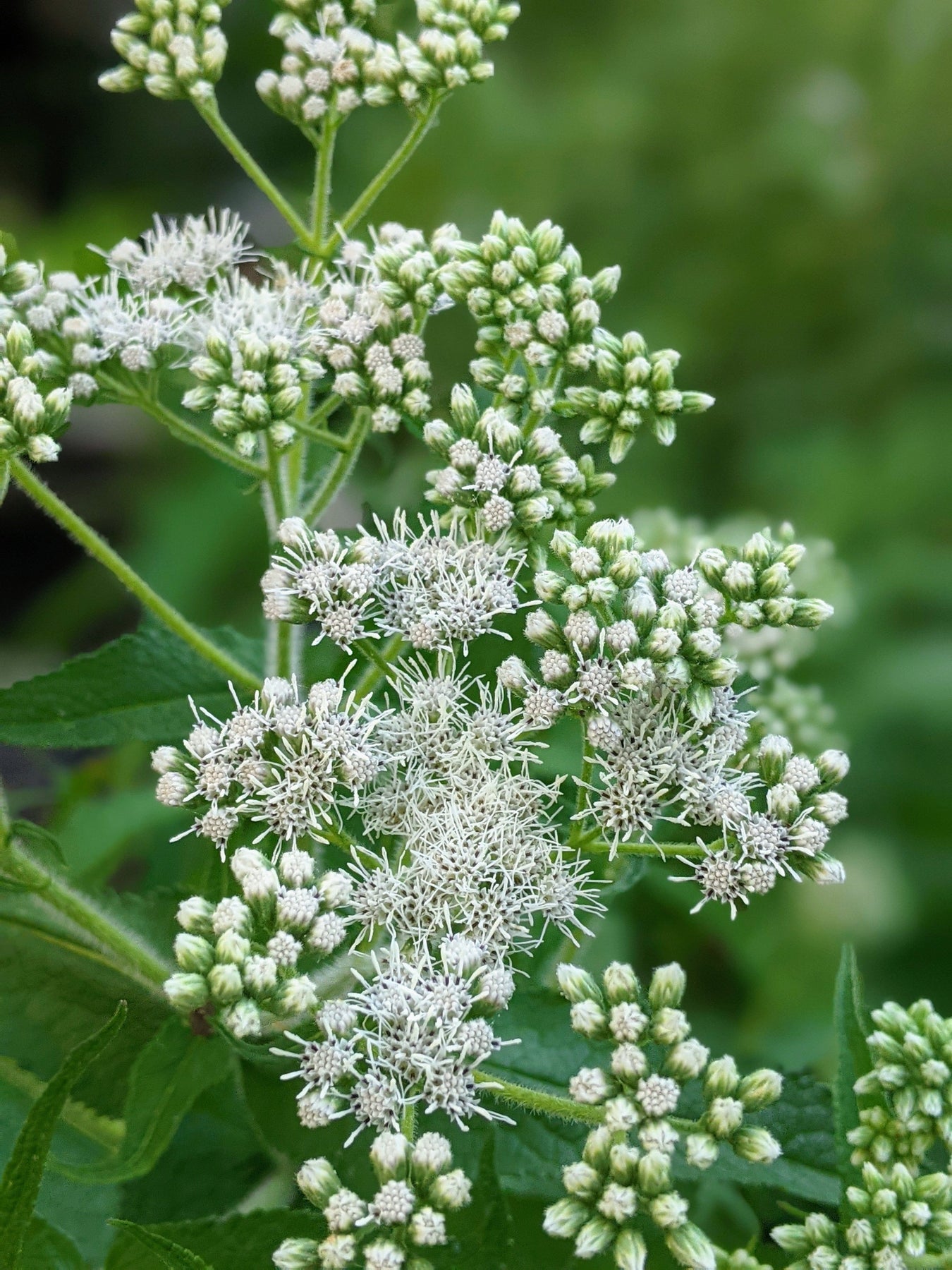 Organic Boneset | Eupatorium perfoliatum Plant - Mudbrick Herb Cottage