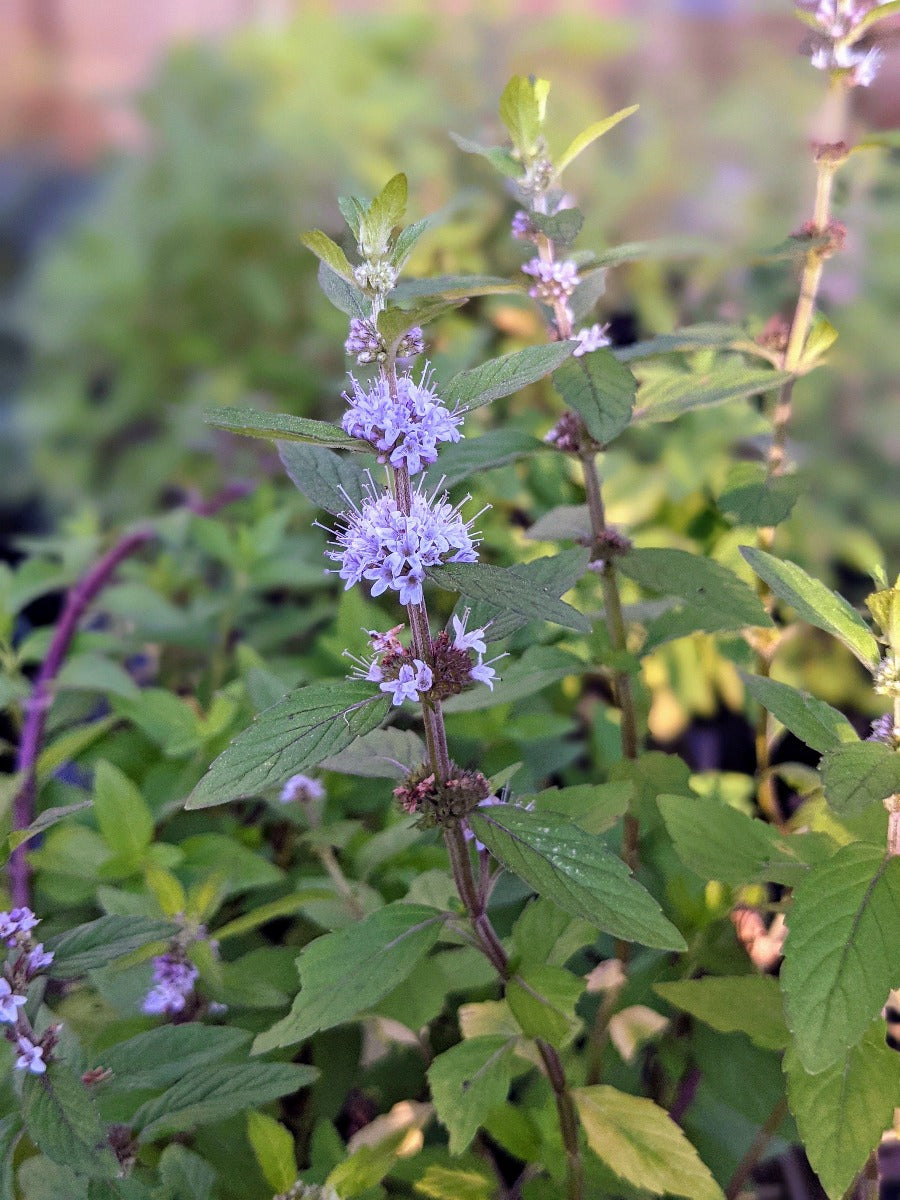 Organic Hung Cay Mint | Mentha x gracilis Plant – Mudbrick Herb Cottage