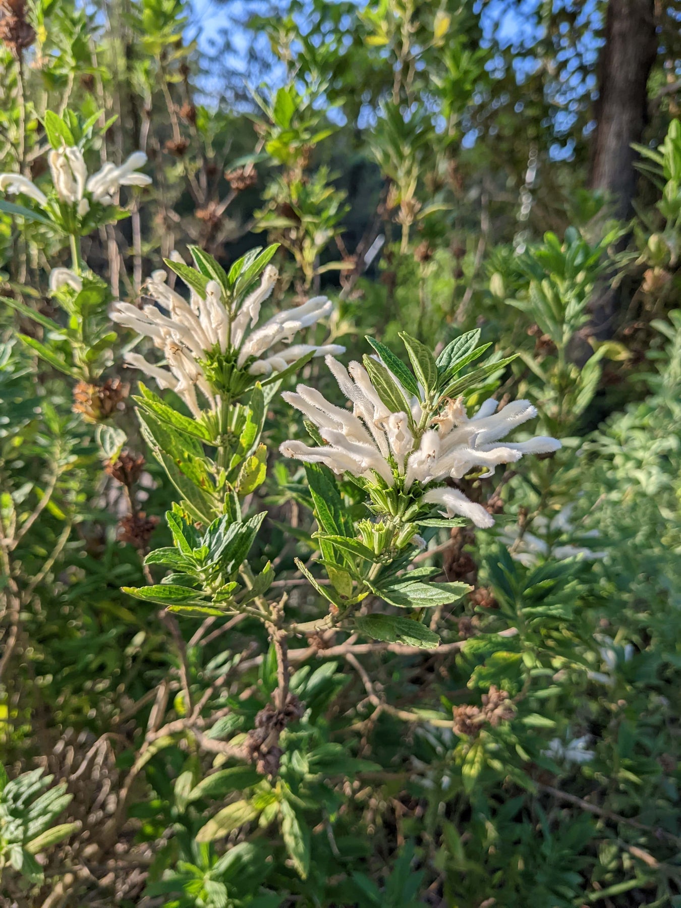 Organic White Lion's Tail | Leonotis leonuris Plant – Mudbrick Herb Cottage
