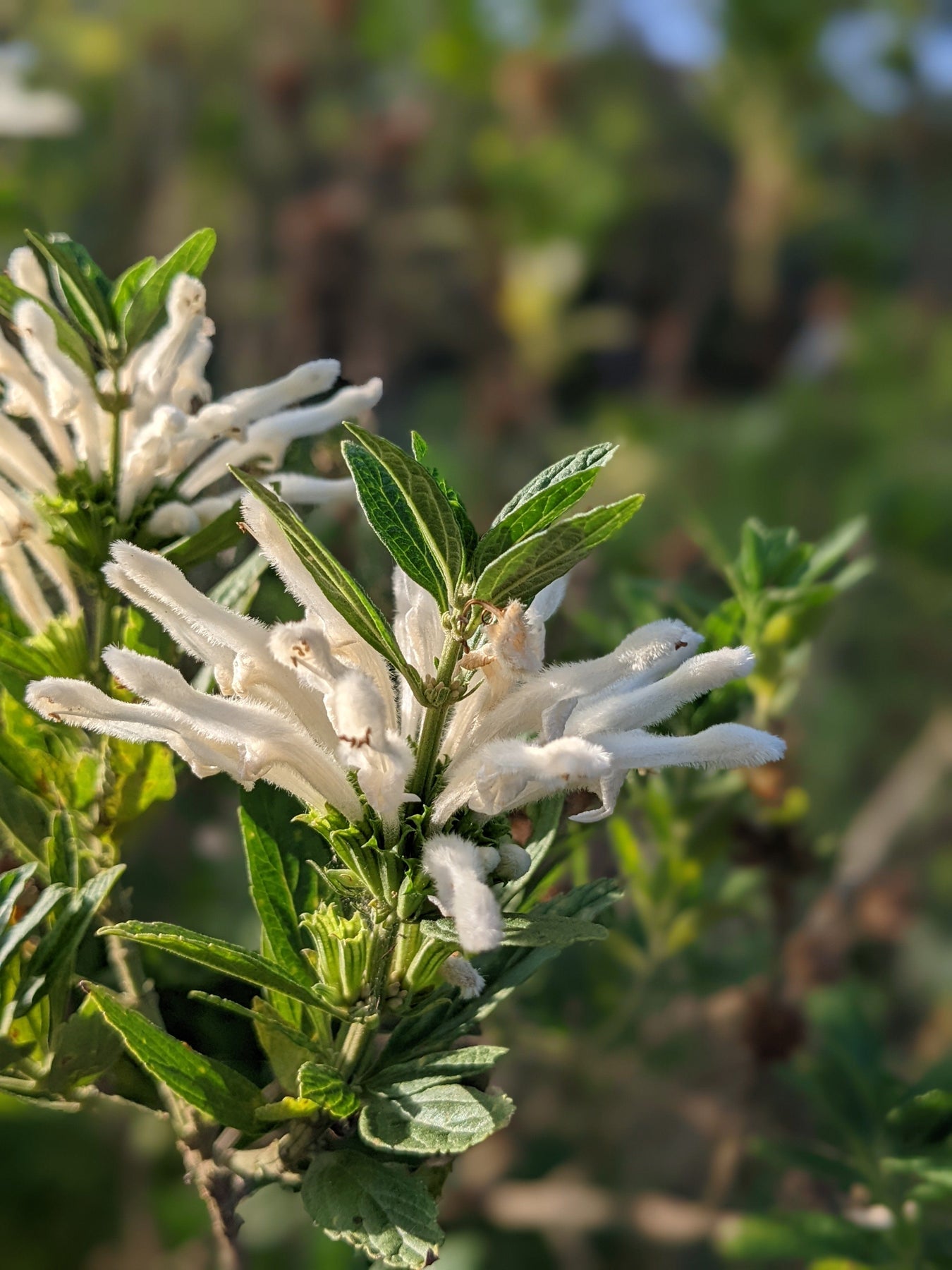 Organic White Lion's Tail | Leonotis leonuris Plant – Mudbrick Herb Cottage