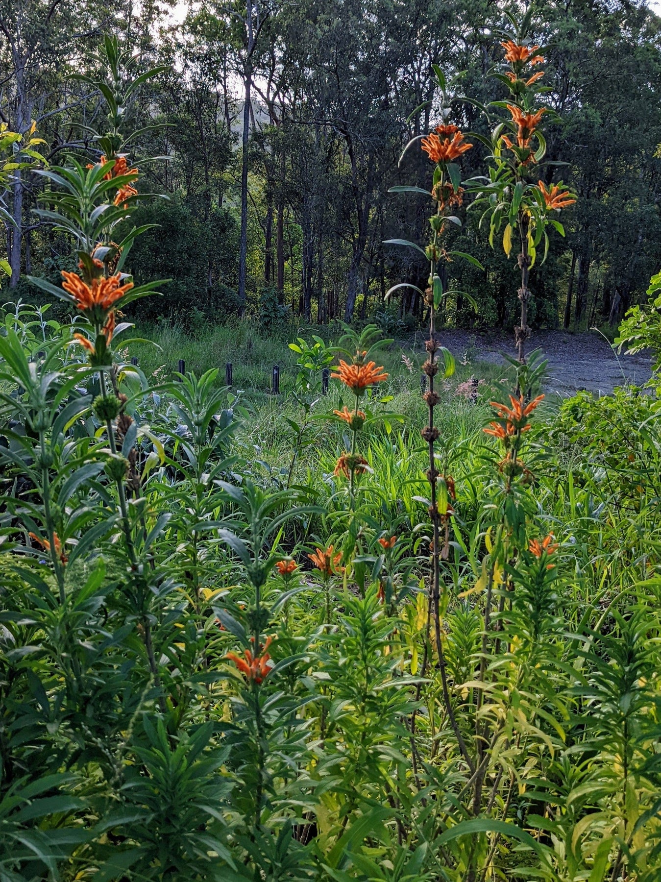 Organic Lion's Tail Orange Flower | Leonotis leonurus Plant – Mudbrick ...
