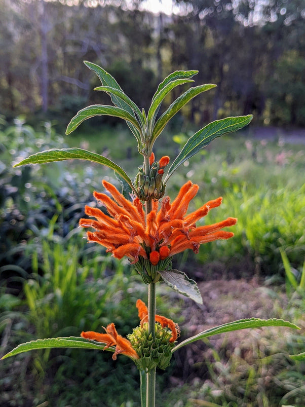 Organic Lion's Tail Orange Flower | Leonotis leonurus Plant – Mudbrick ...