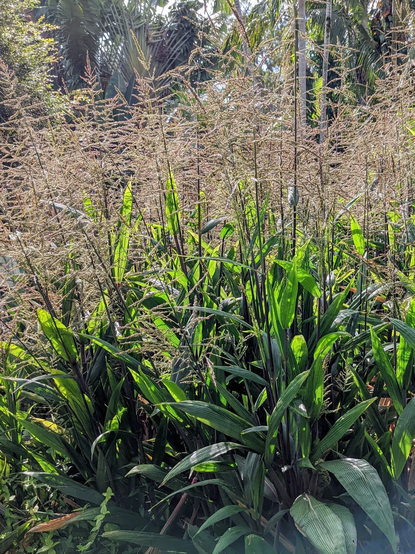 Organic Pit Pit | Setaria palmifolia Plant - Mudbrick Herb Cottage