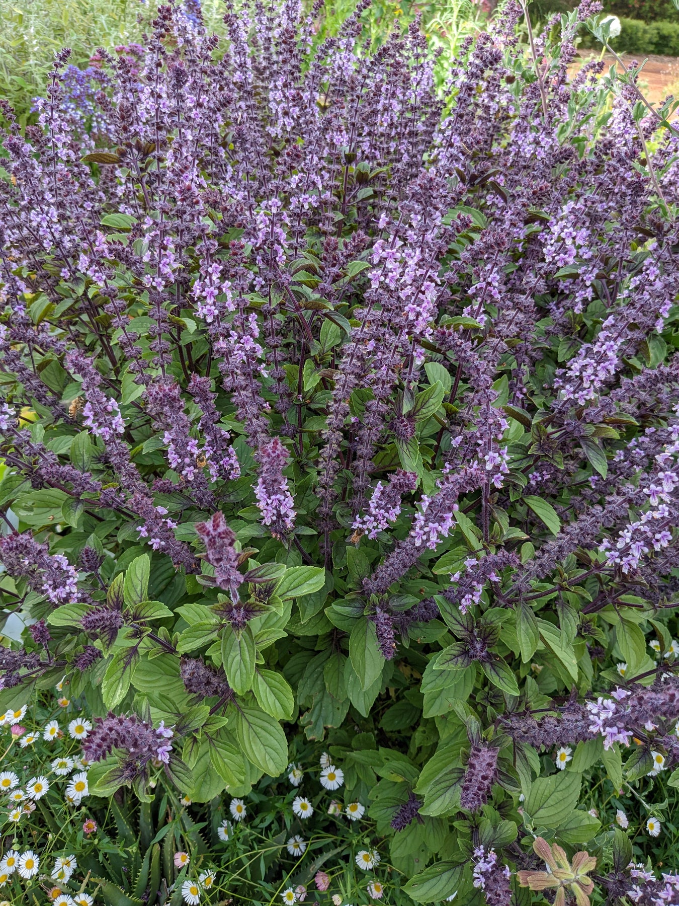 Organic African Blue Basil Plant - Mudbrick Herb Cottage